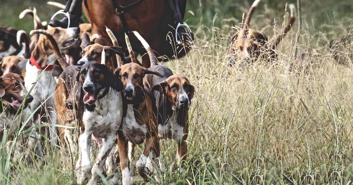 Races | l'anglo-français de petite vénerie